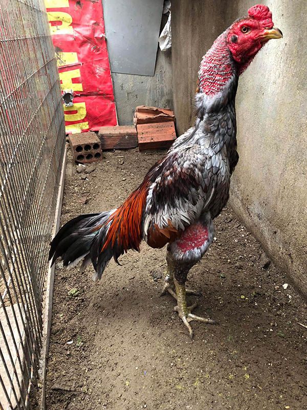 5 Cách Nhận Biết Gà Lông 2 Độ Chính Xác Tốt